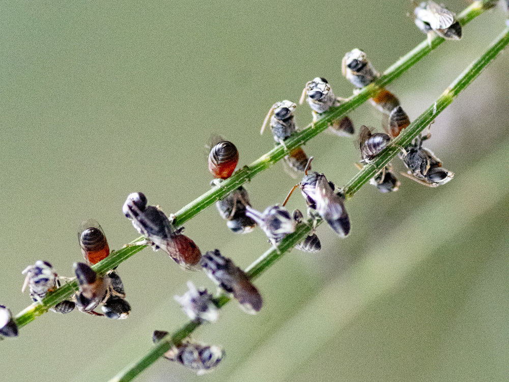Masked Bees from Won Wron VIC 3971, Australia on November 15, 2017 at ...