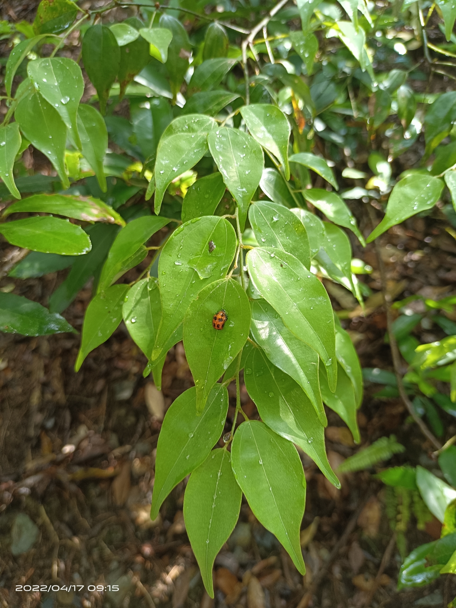 Lindera aggregata (Sims) Kosterm.