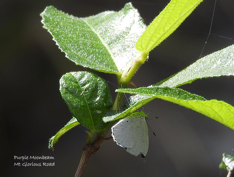 Purple Moonbeam from Mount Nebo QLD 4520, Australia on April 17, 2022 ...