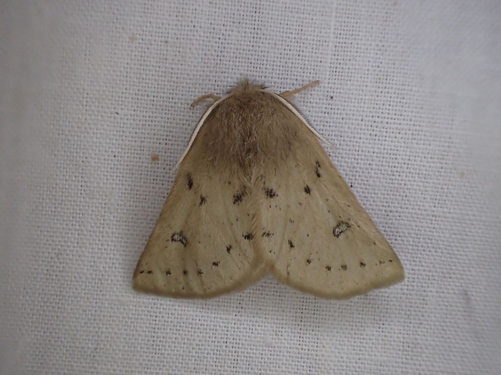 Anthela ferruginosa from 30km E by N of Swan Reach, S. AUST on April 13 ...