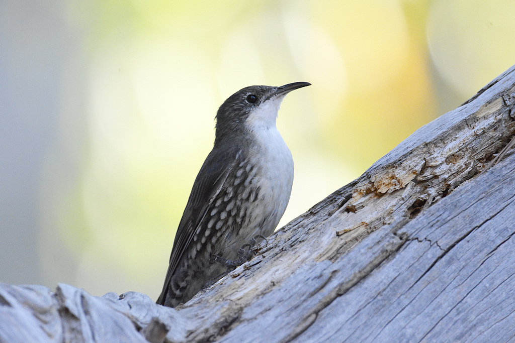 White-throated Treecreeper (Anglesea flora and fauna) · iNaturalist