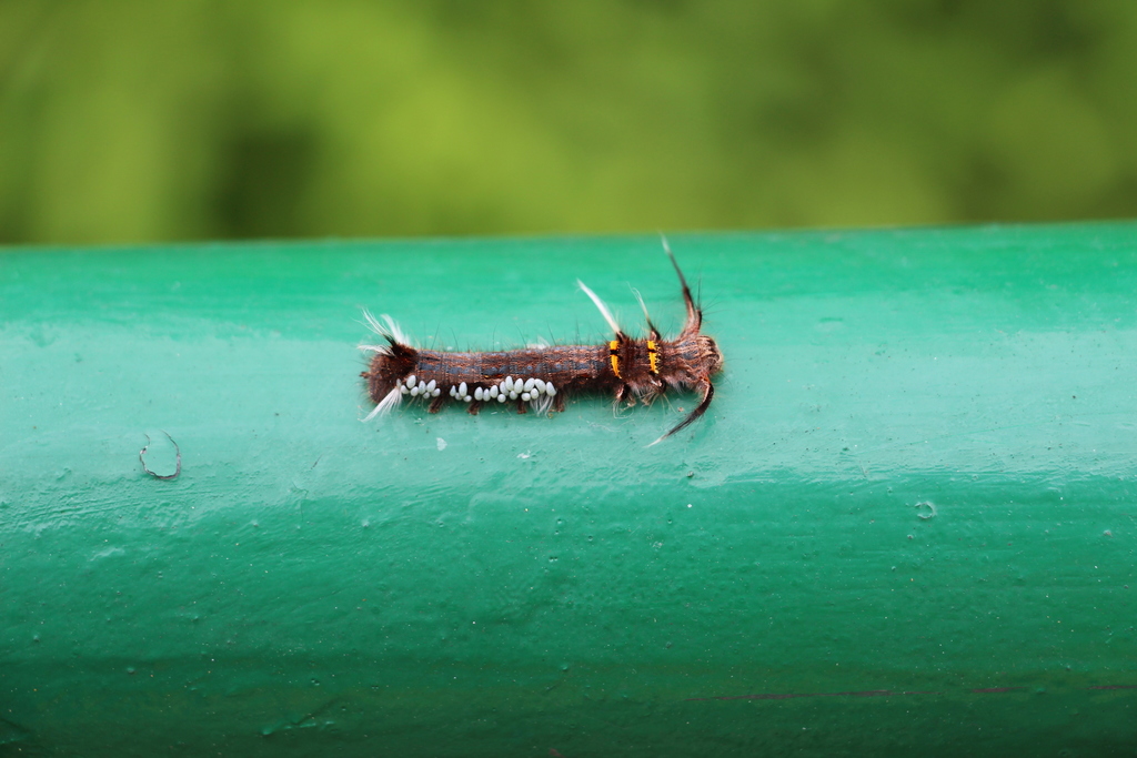 Kunugia divaricata from 香港軍地 on April 17, 2022 at 12:33 PM by 鍾兆鋒 ...