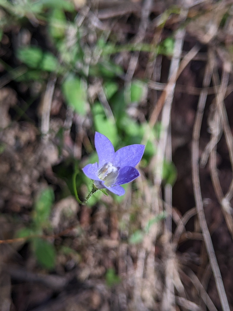 Australian Bluebell from PX2W+HQ, Tonderburine NSW 2828, Australia on ...