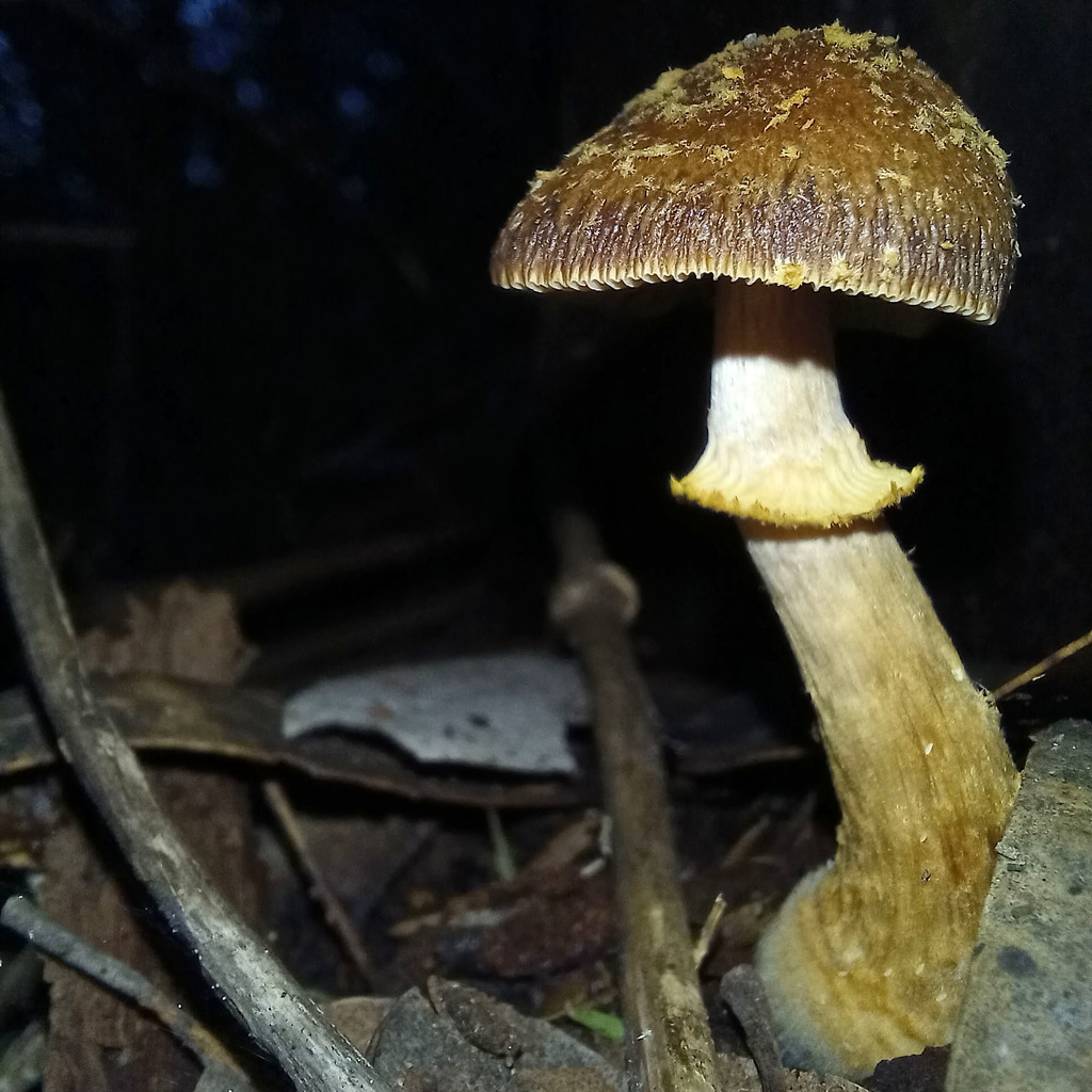 Descolea recedens from Sydney NSW, Australia on April 17, 2022 at 05:25 ...
