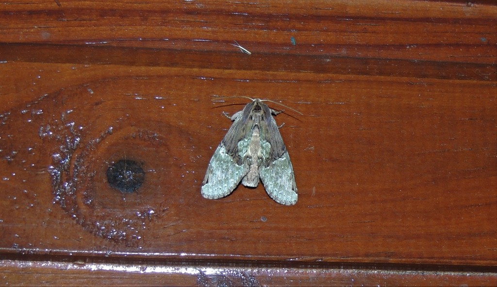 Prominent Moths from Strathdickie QLD 4800, Australia on April 17, 2022 ...