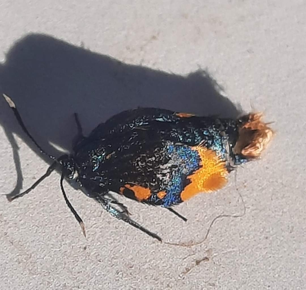 Australian bag moth from Waikato 3803, New Zealand on April 17, 2022 by ...