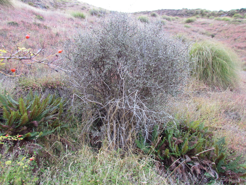 Olearia odorata from Wanaka, New Zealand on April 15, 2022 at 05:14 PM ...