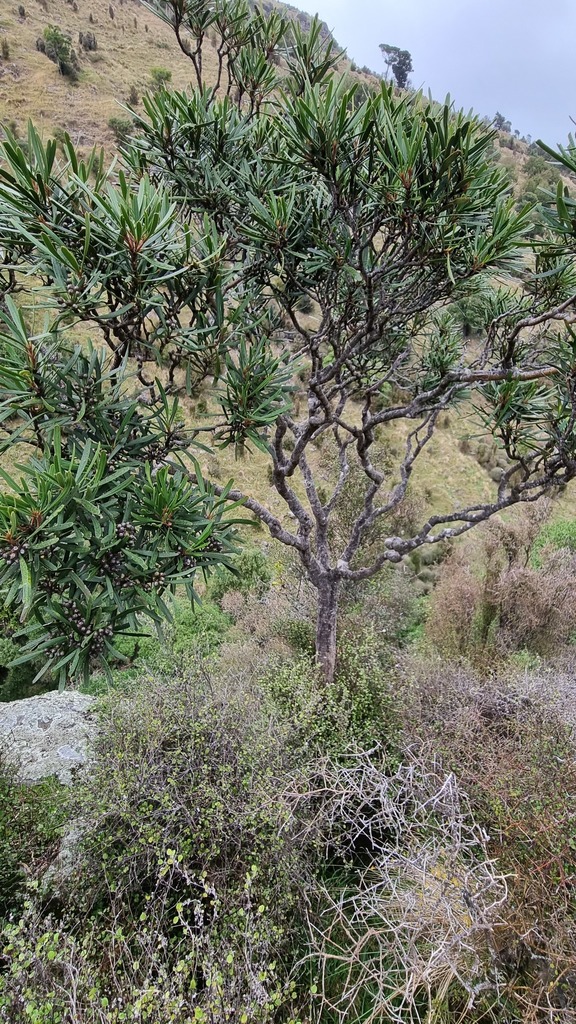 Toothed Lancewood from Little River, New Zealand on April 17, 2022 at ...