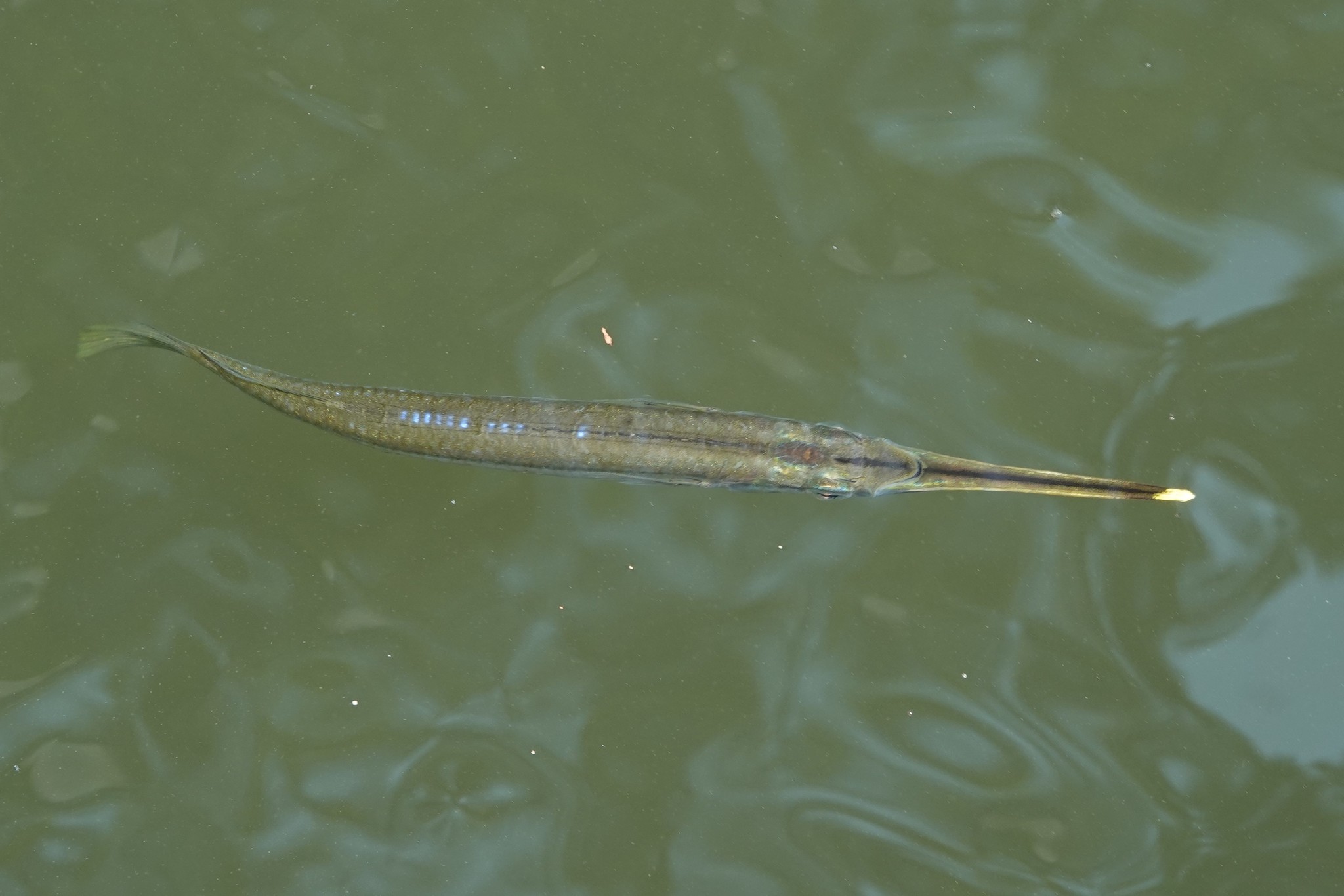 Zenarchopterus buffonis (Valenciennes, 1847)