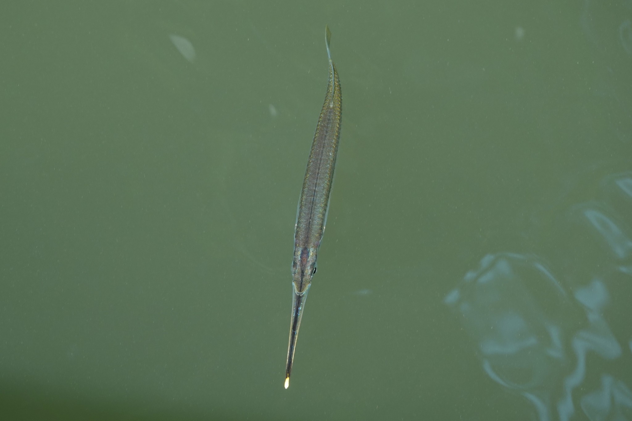 Zenarchopterus buffonis (Valenciennes, 1847)