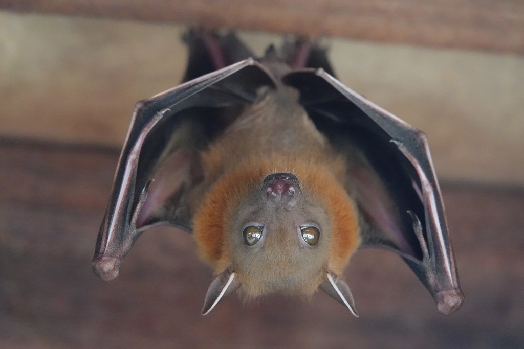 Codot Krawar (Mammals of IPB University) · iNaturalist