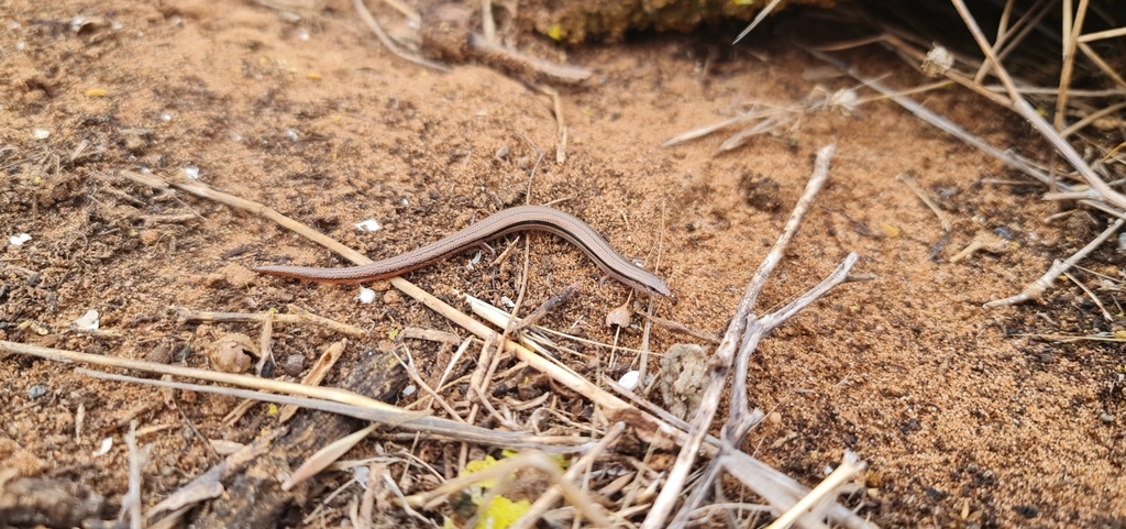 Southern Slider from Lower Light SA 5501, Australia on April 17, 2022 ...