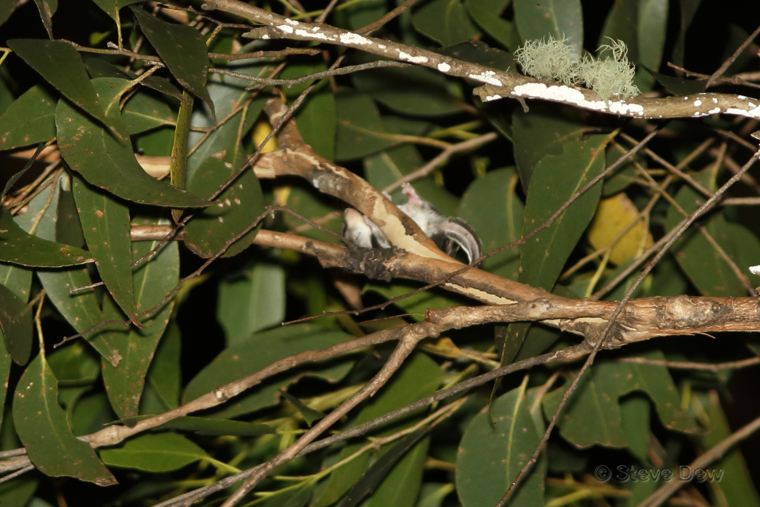 Acrobates pygmaeus (Shaw, 1793)