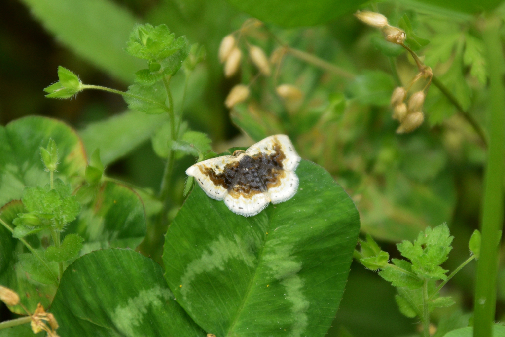 Ninodes splendens from 中国江苏省南京市玄武区 on April 17, 2022 at 02:13 PM by 龙栩川 ...