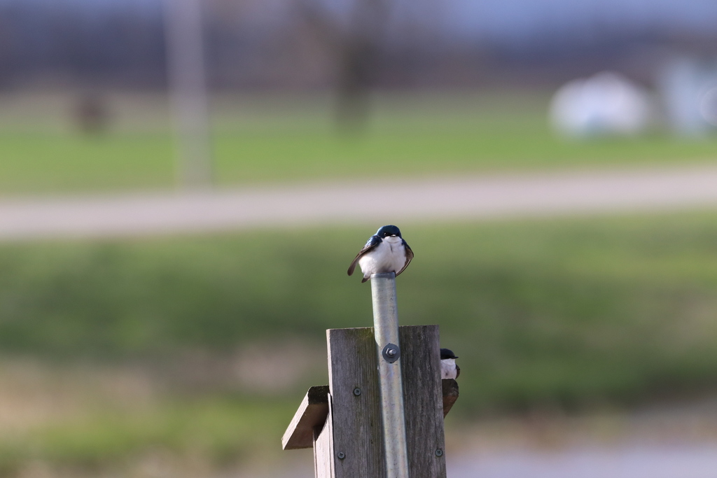 Tree Swallow from Ottawa County, OH, USA on April 16, 2022 at 09:01 AM ...