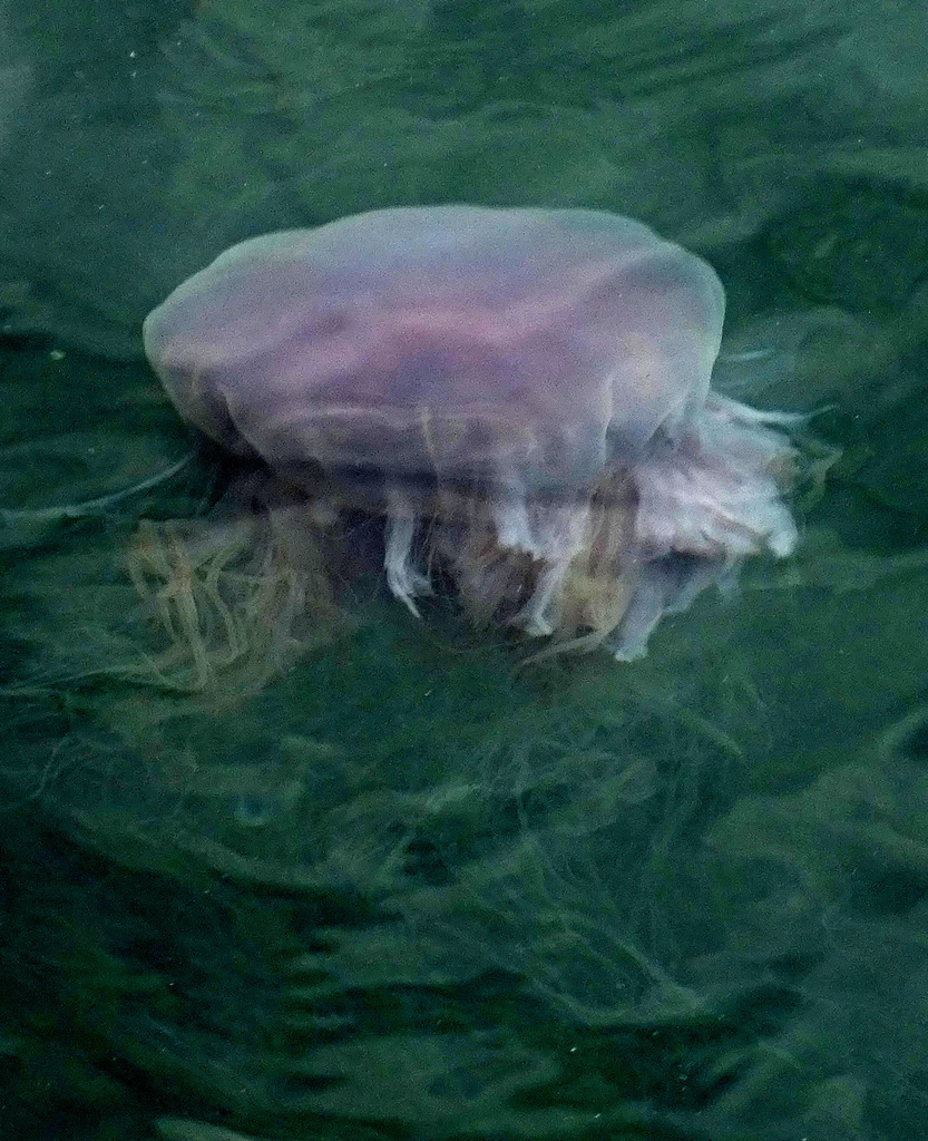 Cyanea purpurea from Hong Kong on April 17, 2022 at 02:39 PM by W. K ...