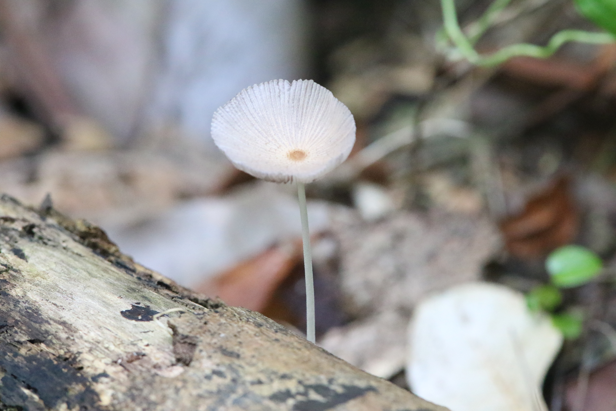 Coprinellus aureogranulatus (Uljé & Aptroot) Redhead, Vilgalys & Moncalvo