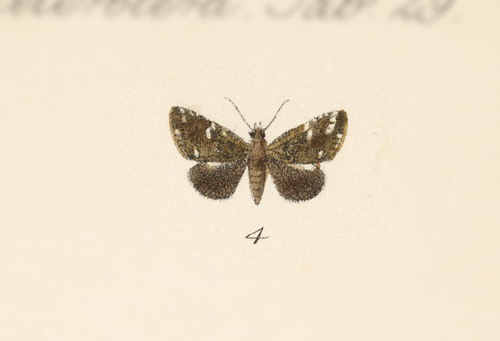 Pastona glycera · iNaturalist