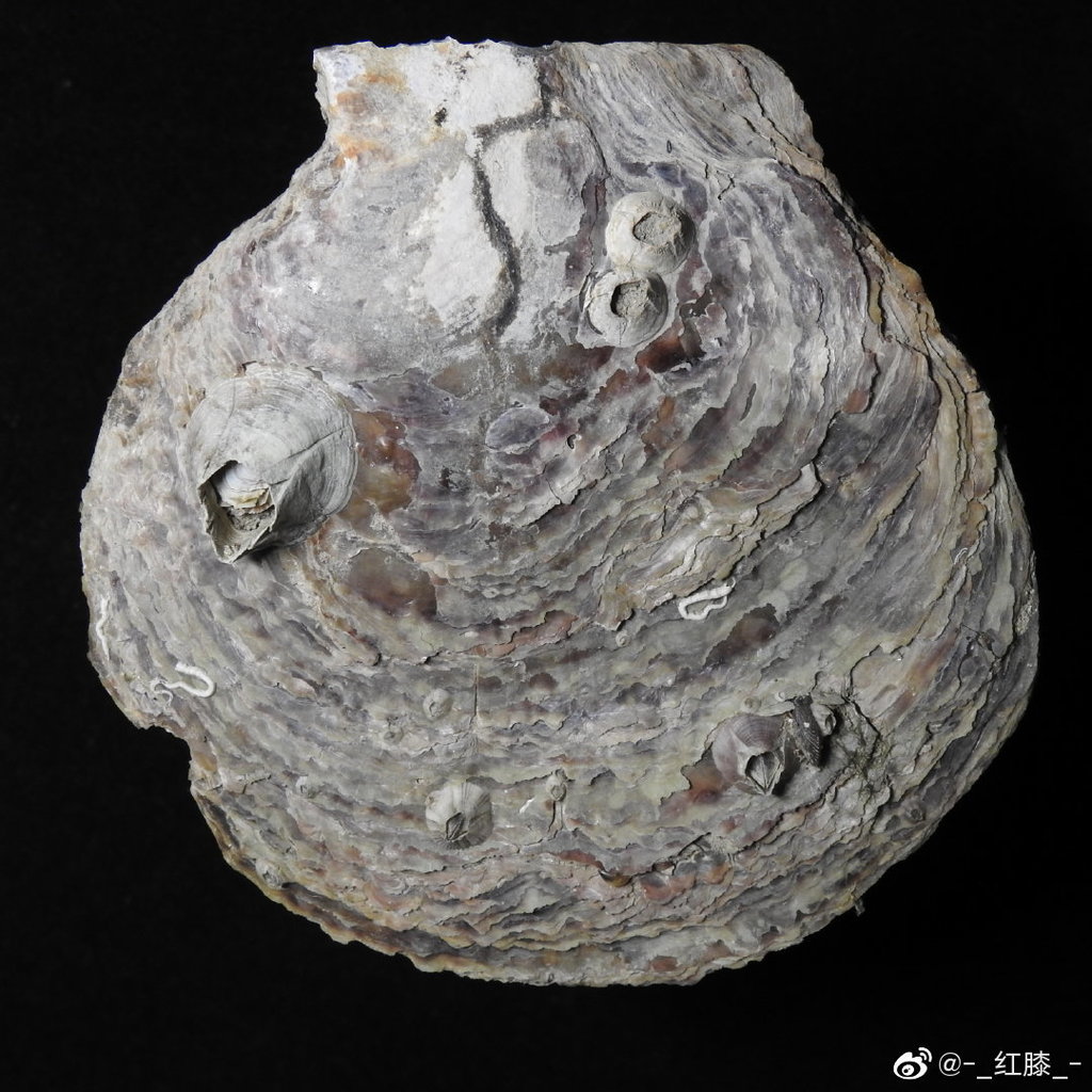 Isognomon ephippium from 中国广东省深圳市 on February 4, 2022 at 07:34 AM by 红膝 ...