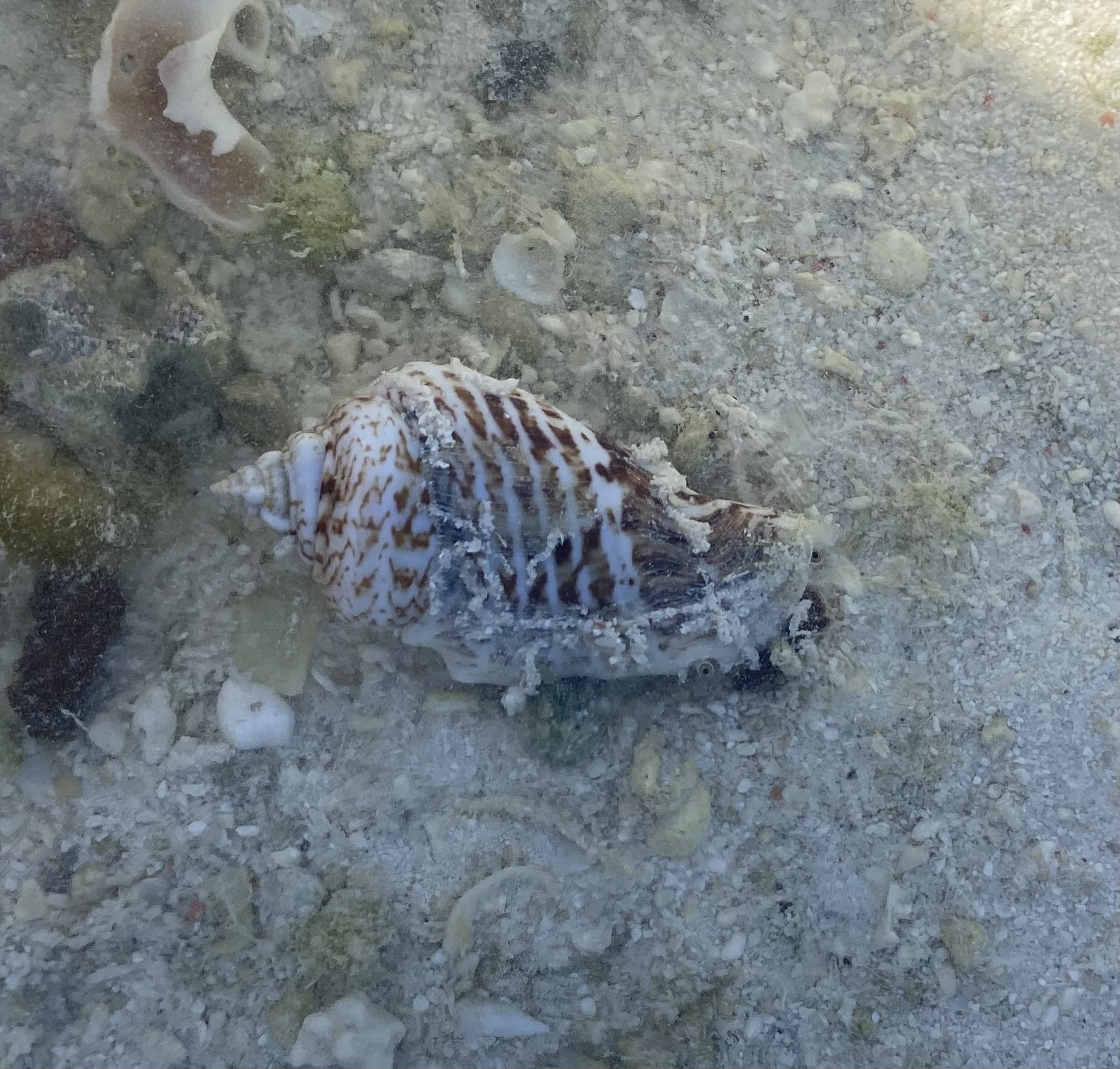 Gibberulus gibberulus (Linnaeus, 1758)