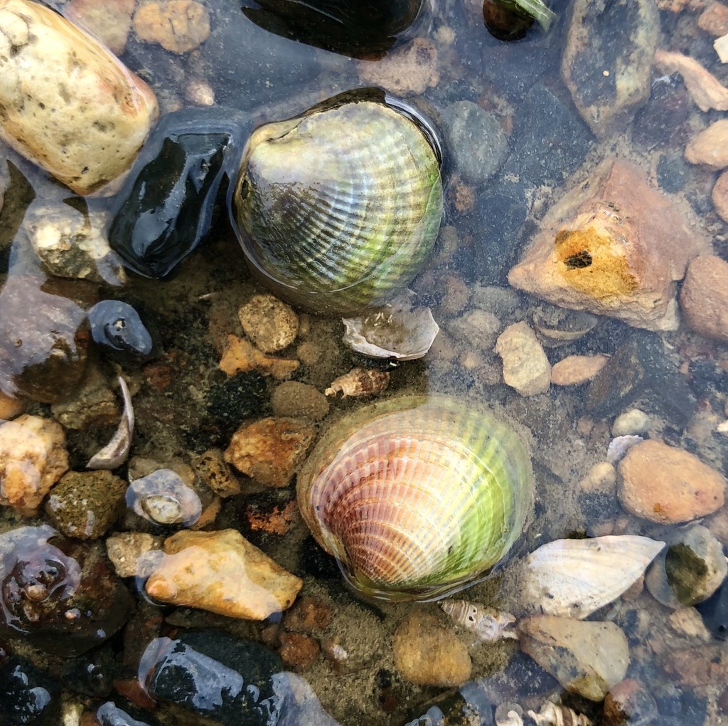 New Zealand Cockle from Latham Bay, NZ on April 16, 2022 at 10:48 AM by ...