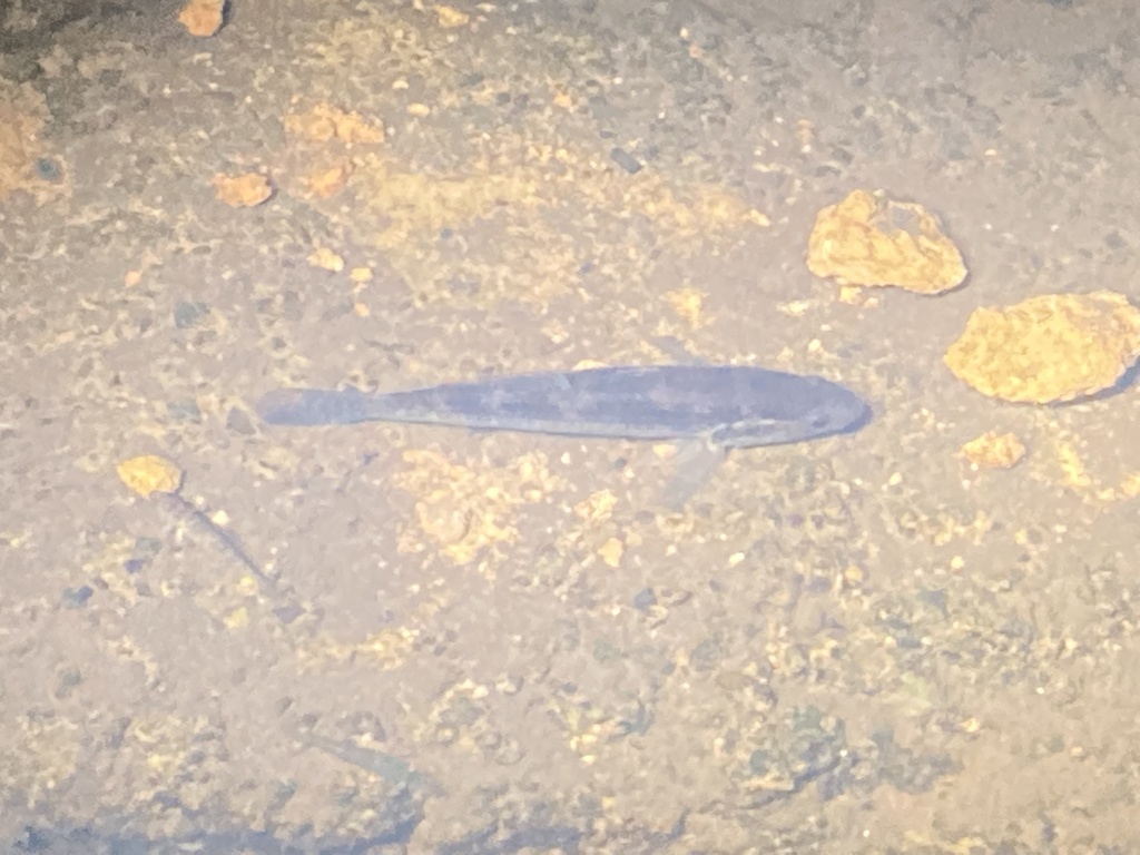 Gobies and allies from Sapphire Coast Dr, Merimbula, NSW, AU on April ...