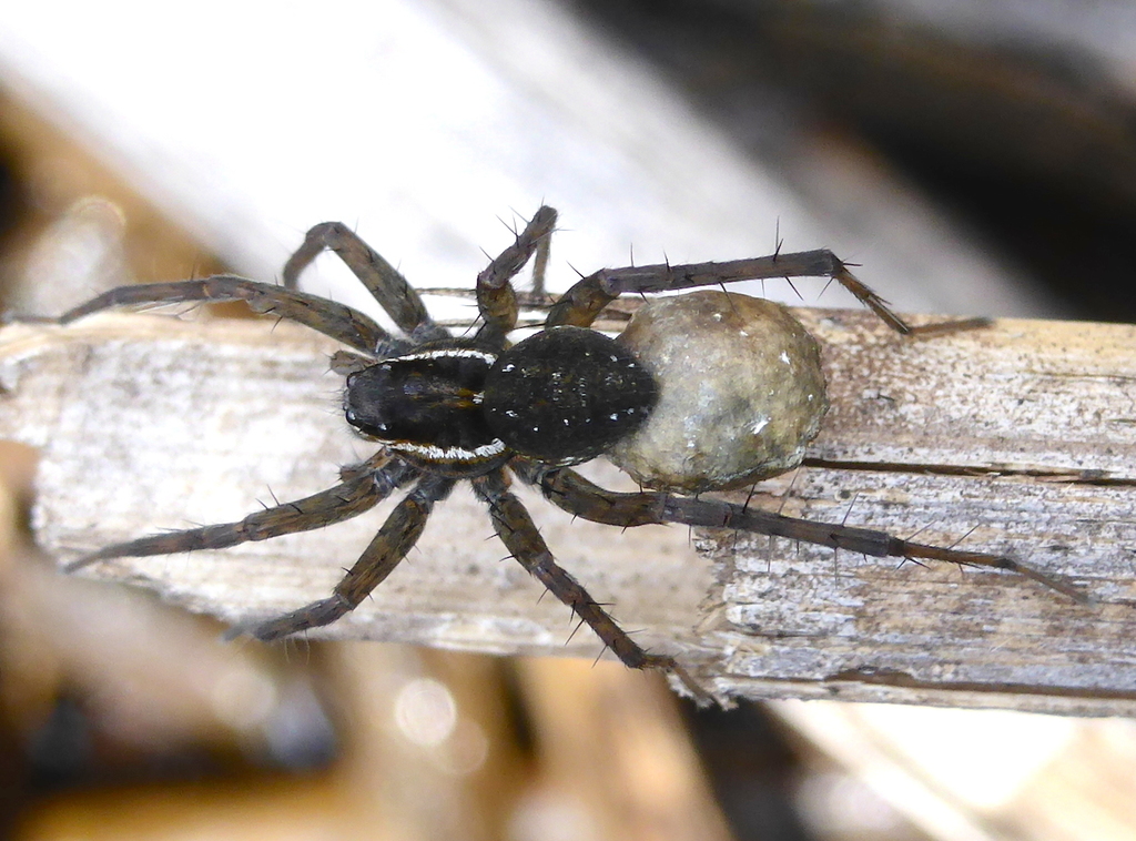 African Water Wolf Spider from Westdene, Benoni, 1501, South Africa on ...