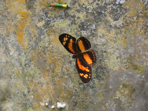 Subspecies Eresia emerantia sestia · iNaturalist