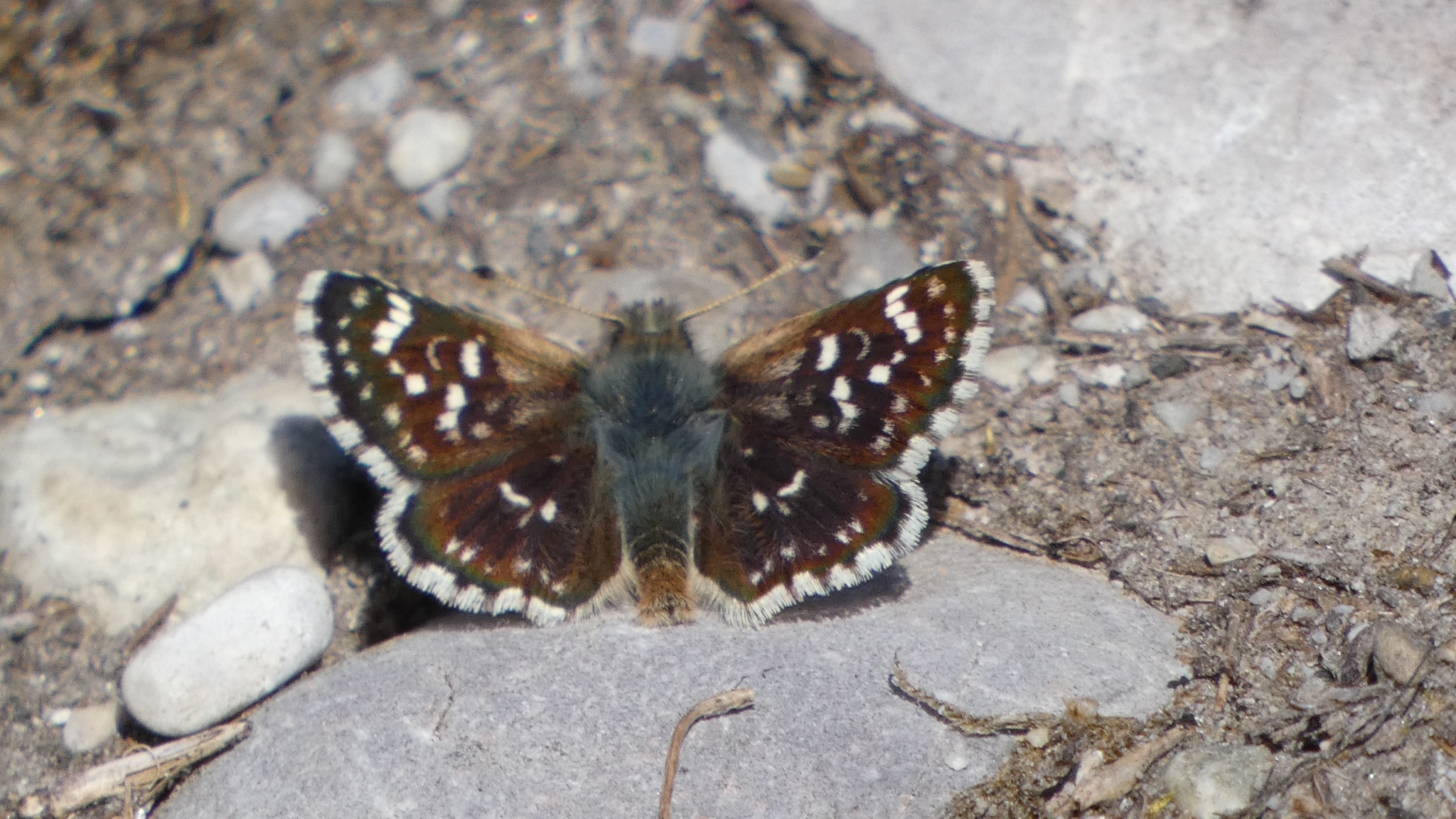 Spialia sertorius (Hoffmannsegg, 1804)