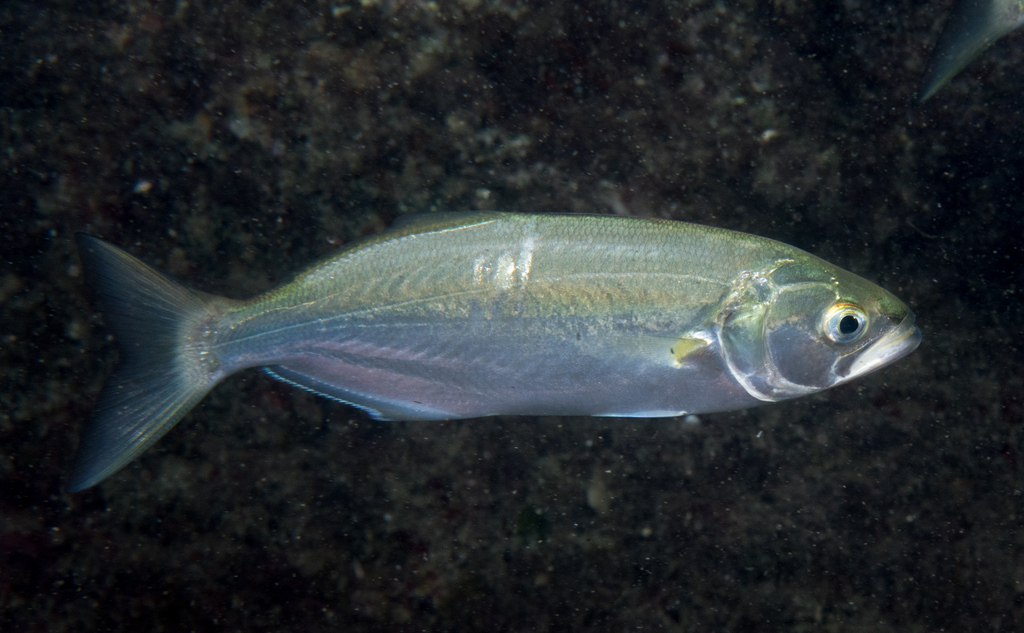 Bluefish (Saltwater Fish of Louisiana) · iNaturalist
