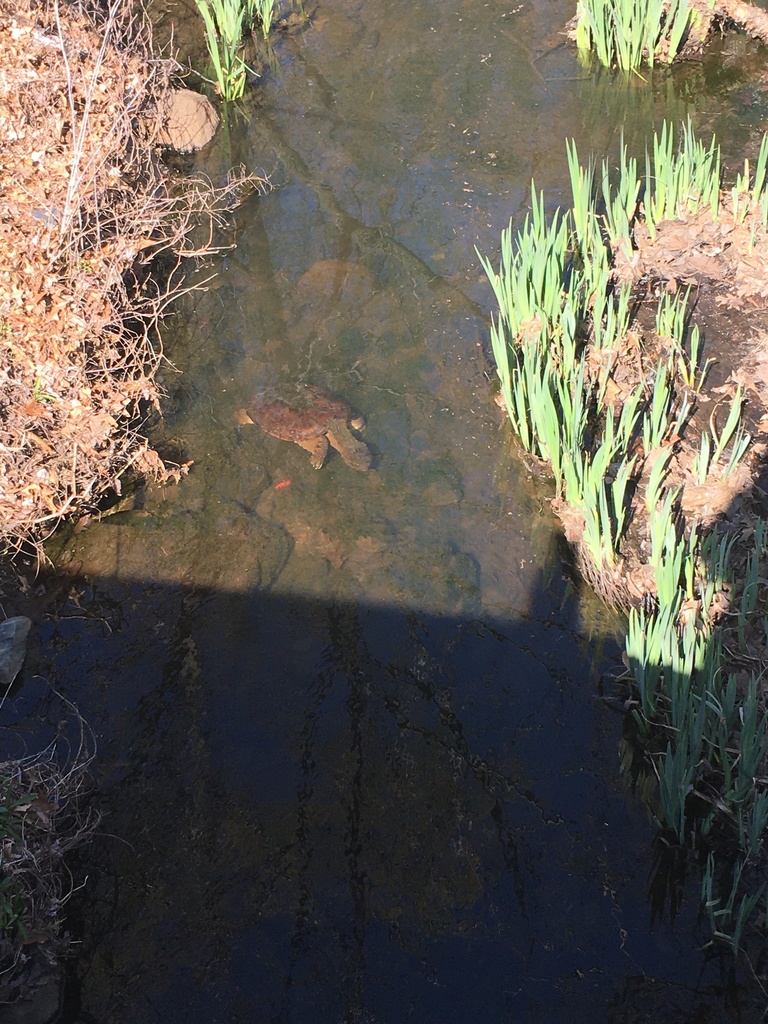 Common Snapping Turtle from University of Connecticut, Storrs Mansfield ...