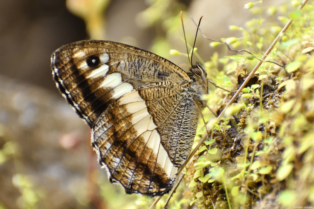 striated satyr from Chaurah, Chamba, HP, IN on June 13, 2020 at 01:06 ...