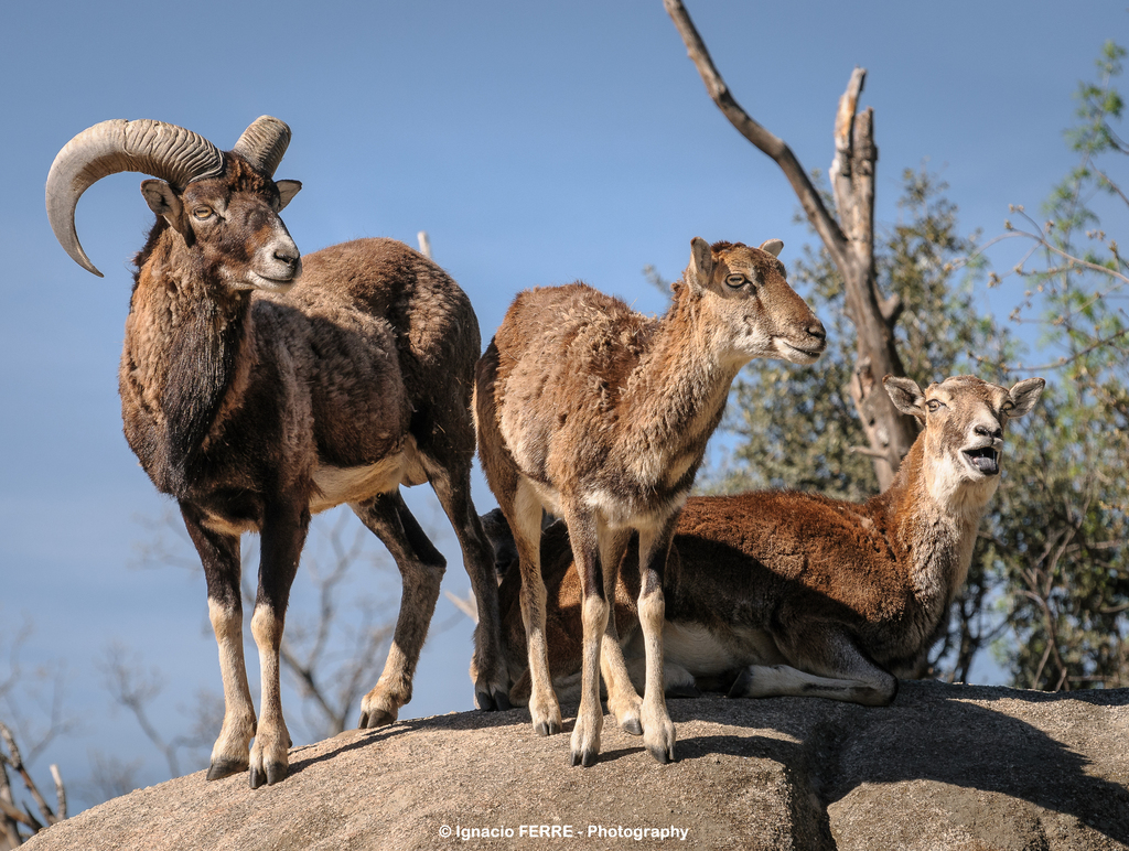 European Mouflon (Ovis aries musimon) - Know Your Mammals