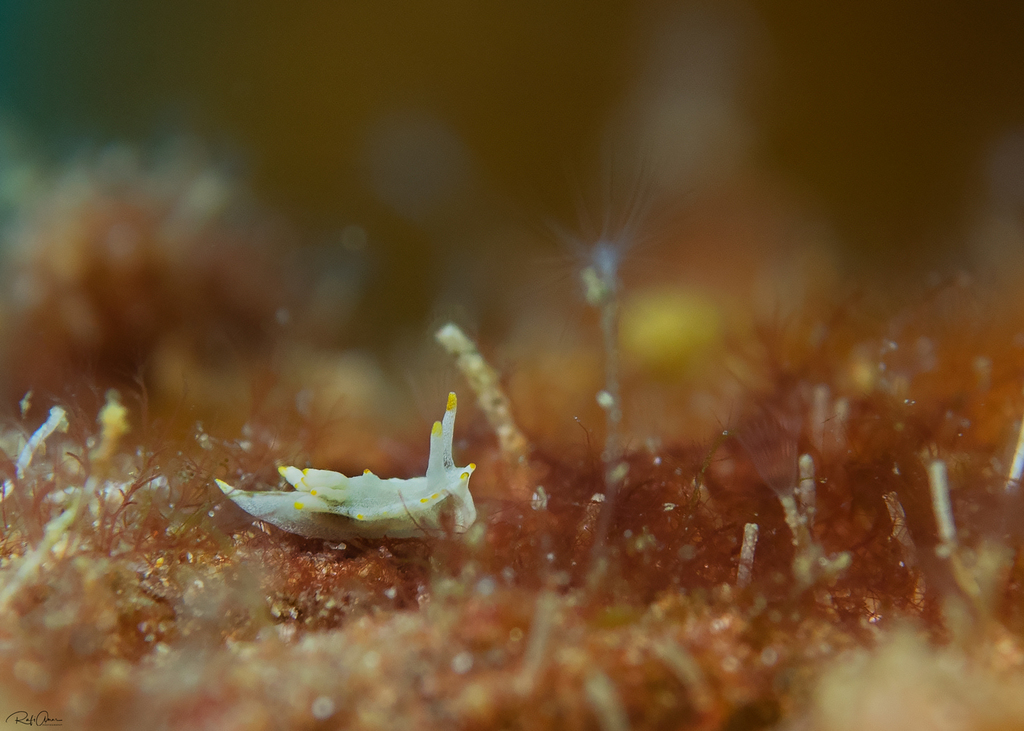 Goniodoridella savignyi (Nudibranchs of Coogee beach and surrounds ...