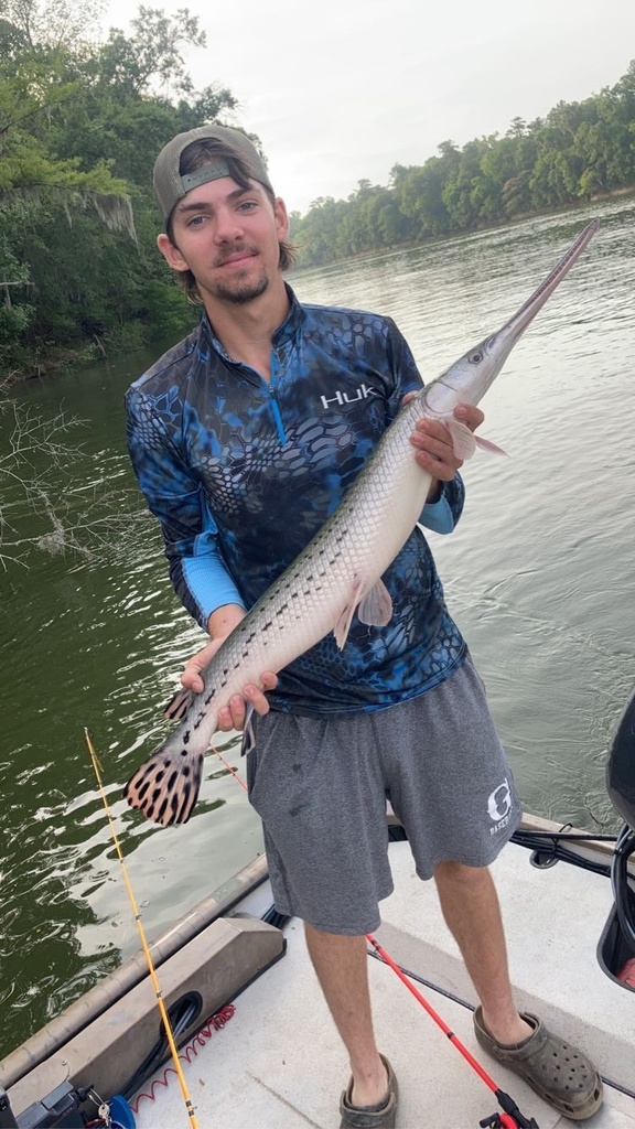 Longnose Gar from Andrews, SC, US on June 19, 2021 at 02:21 PM by ...