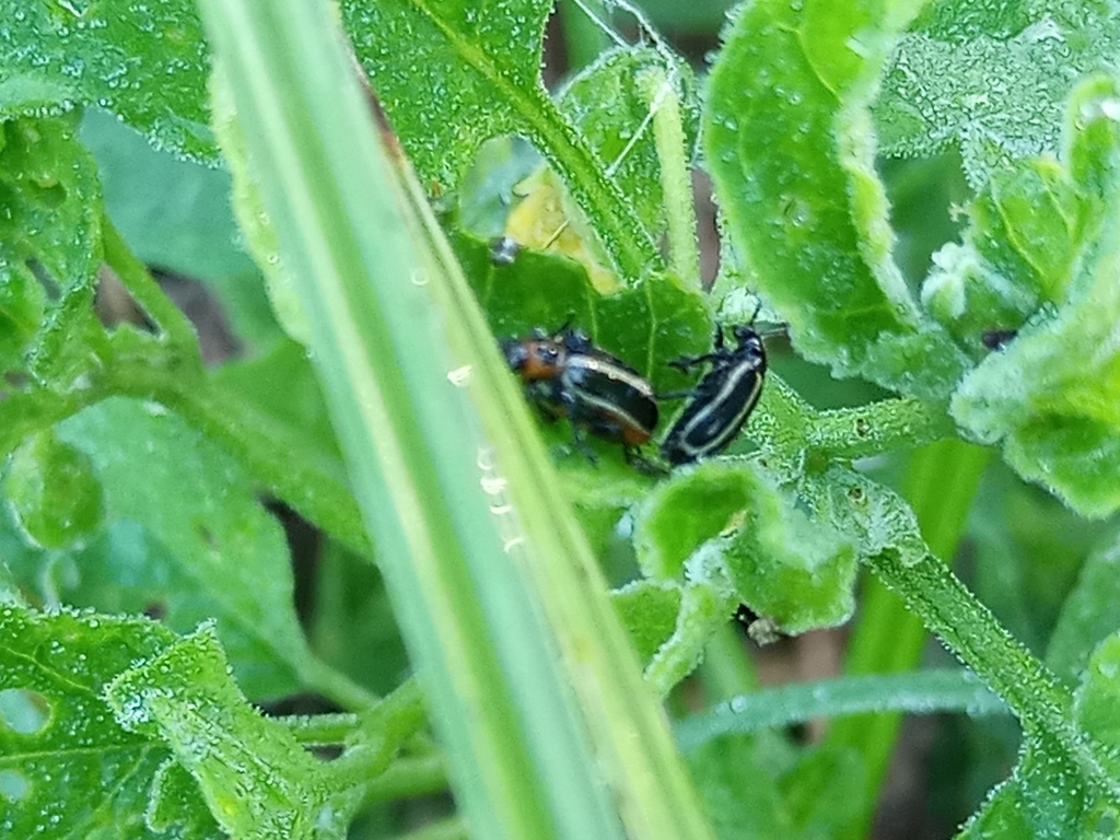 Tobacco Slug Beetle from Gualeguaychú, Entre Ríos, Argentina on March ...