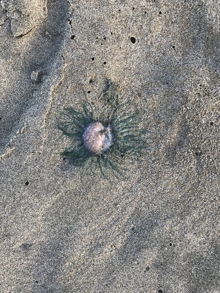 Blue Button from NAY, MX on April 15, 2022 at 08:42 AM by Deb Oleynik ...