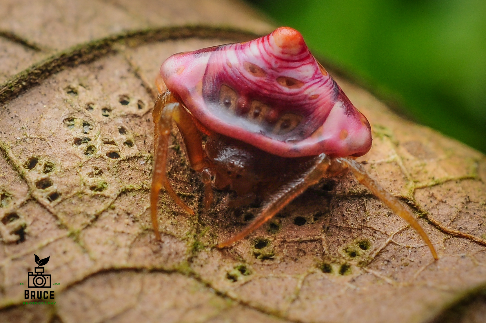 Cyrtarachne conica O.Pickard-Cambridge, 1901