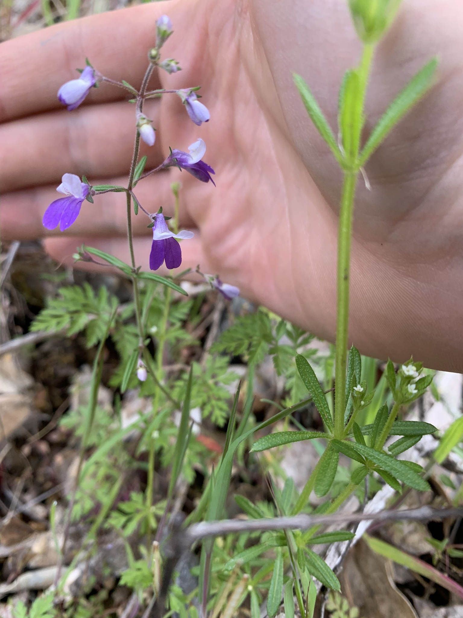 Collinsia linearis A.Gray