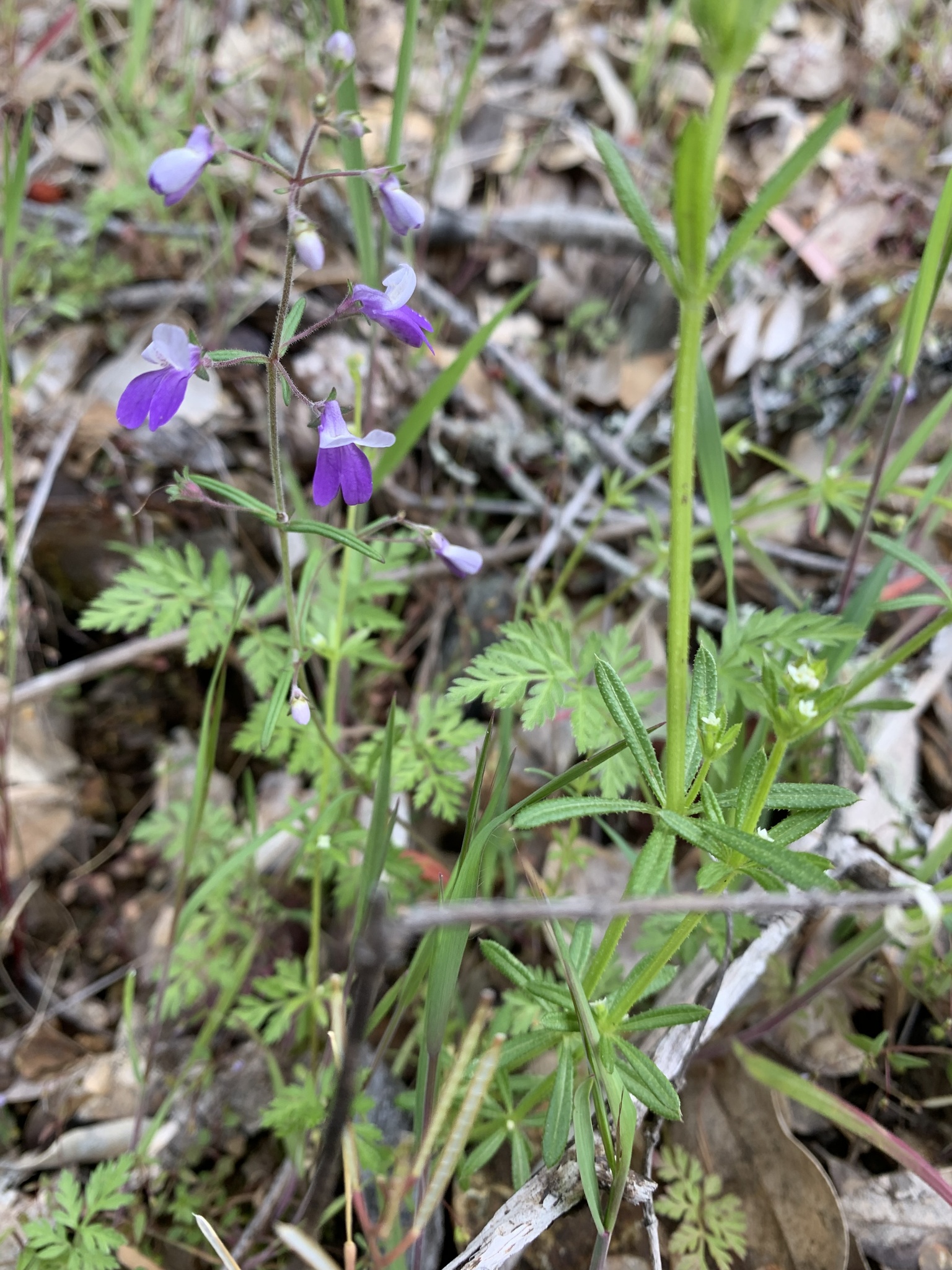 Collinsia linearis A.Gray