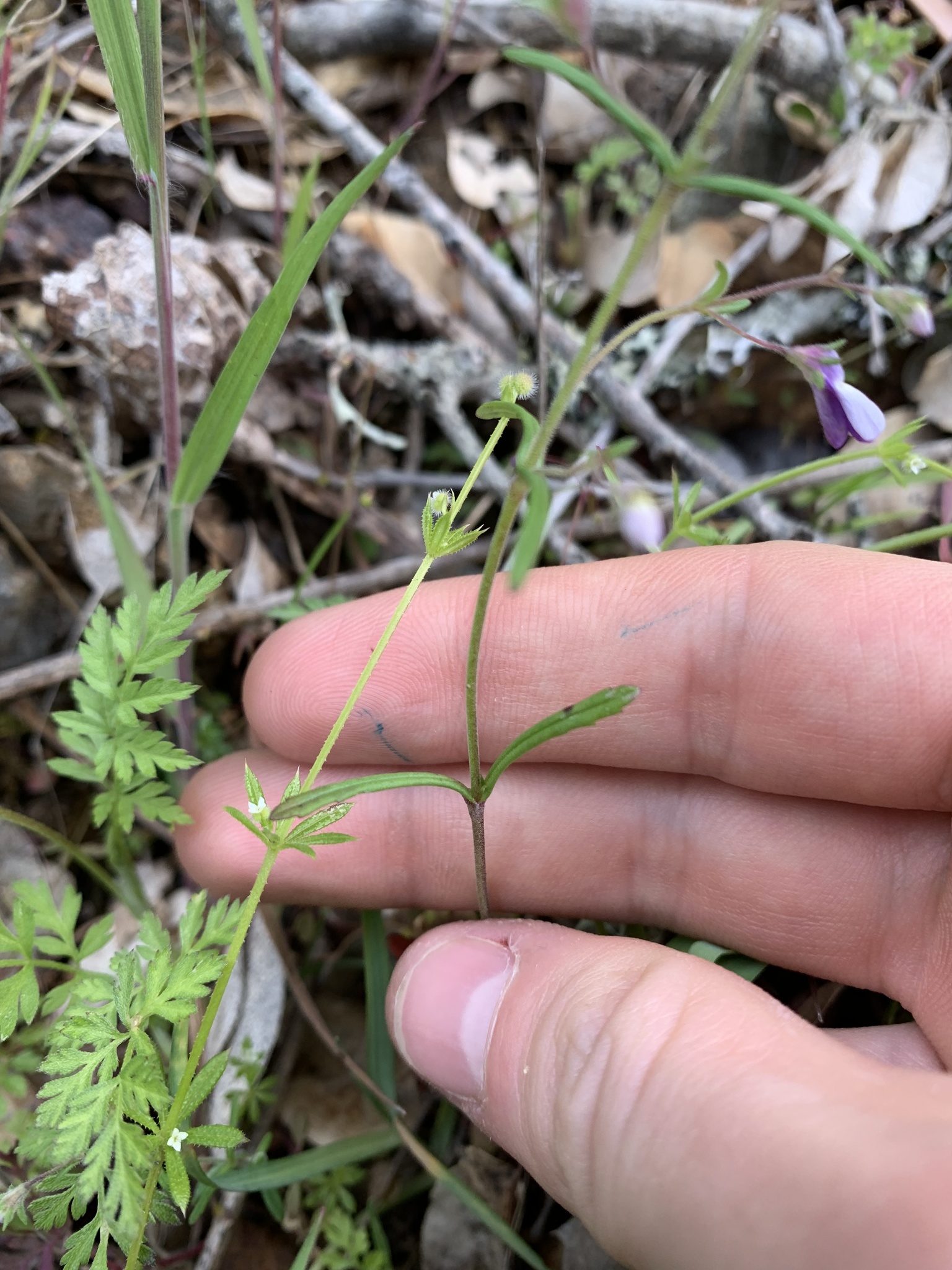 Collinsia linearis A.Gray