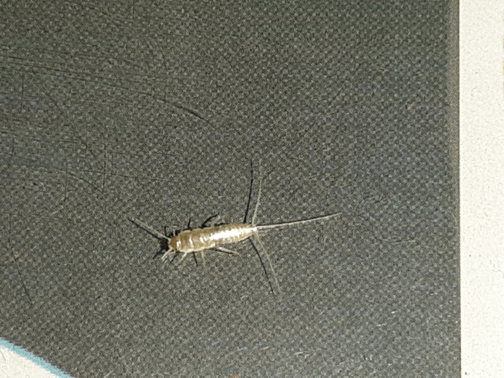 Ctenolepisma calvum from Fiorano Modenese on April 07, 2022 at 07:51 AM ...