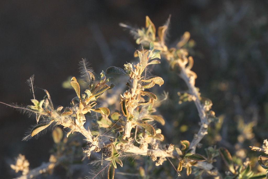 Aizoon schellenbergii from Along B3, west of Ariamsvlei, Karas Region ...