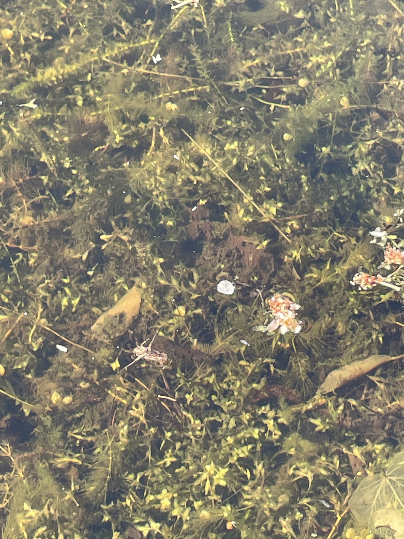 Oodes helopioides (Fabricius, 1792)