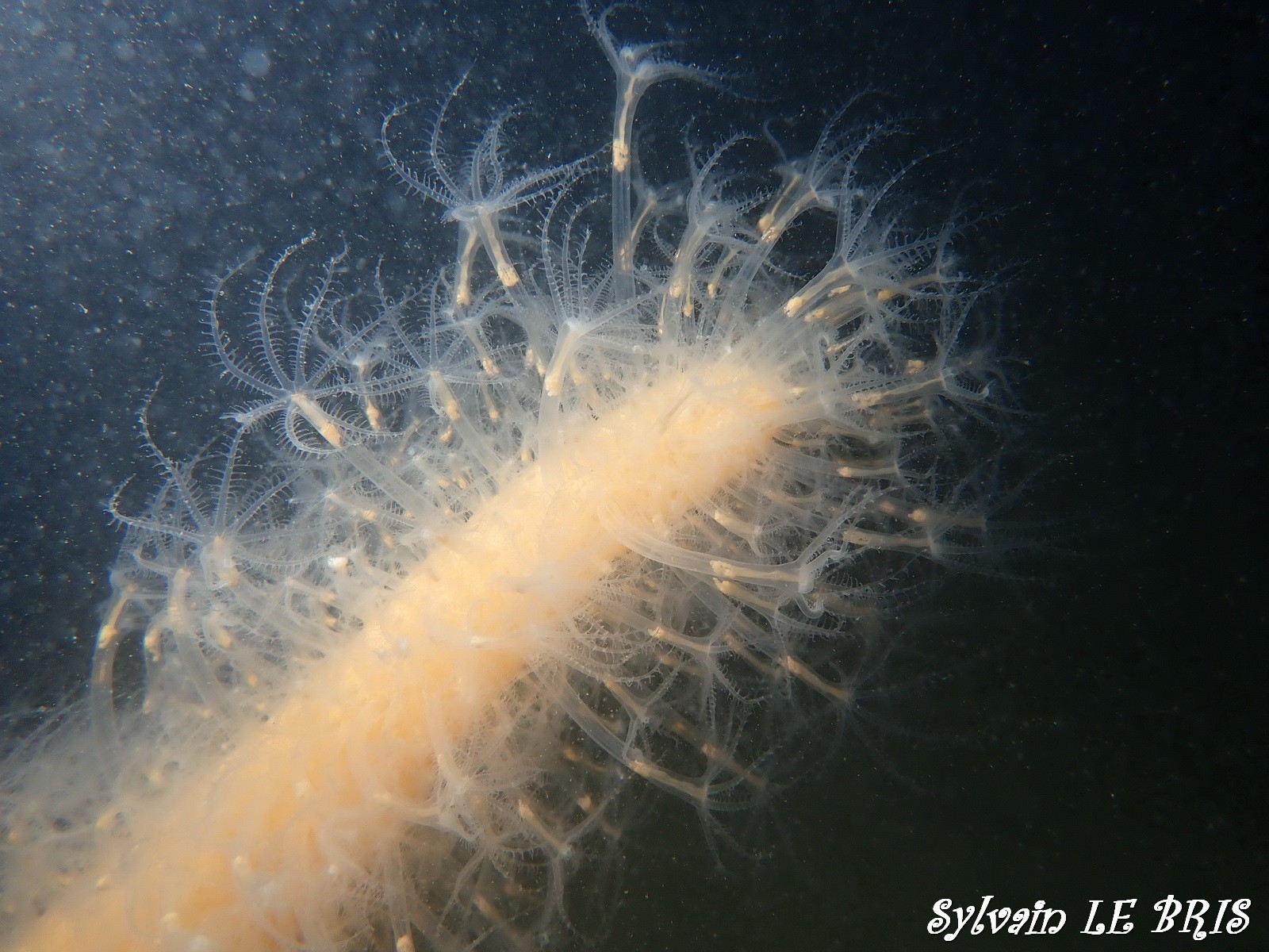 Veretillum cynomorium (Pallas, 1766)