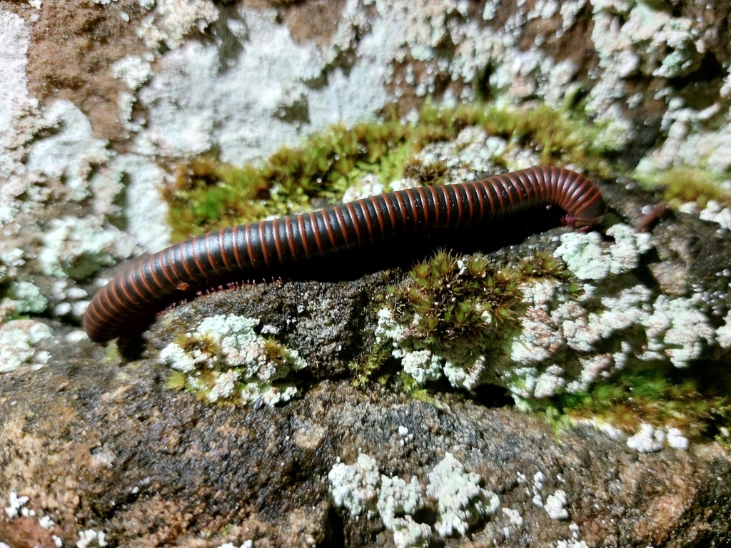American Giant Millipede Complex from Nevisdale, KY 40769, EE. UU. on ...
