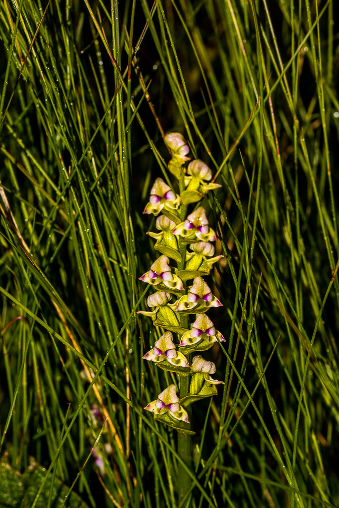 Love Kappie from Ntsikeni Nature Reserve, East Griqualand, South Africa ...