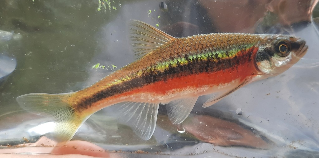 (Clinostomus) - Marine Life Identification