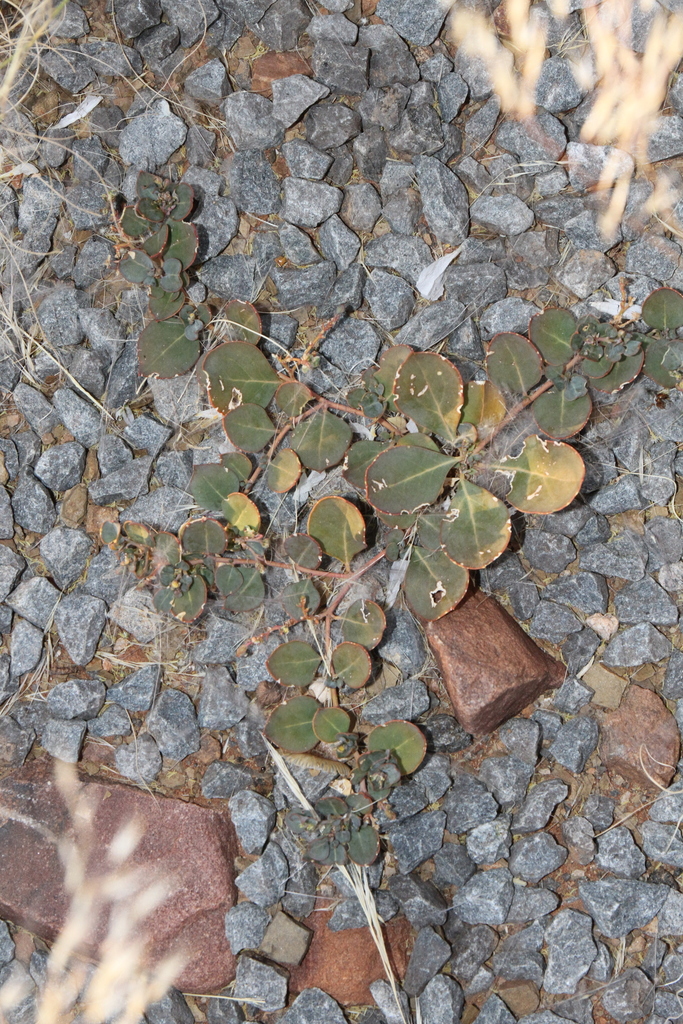 Corbichonia rubriviolacea from Along B3, west of Ariamsvlei, Karas ...