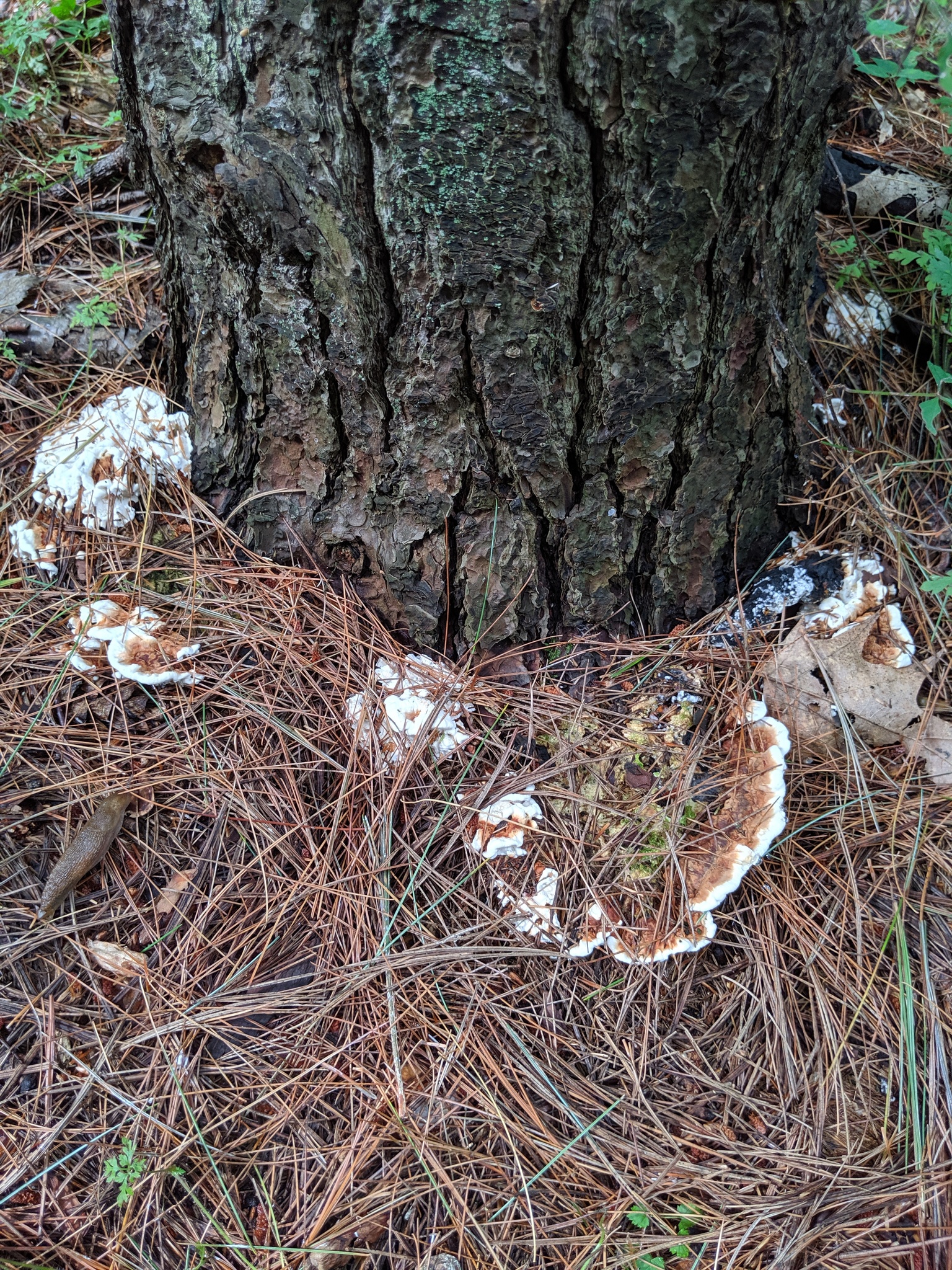 Heterobasidion irregulare Garbel. & Otrosina